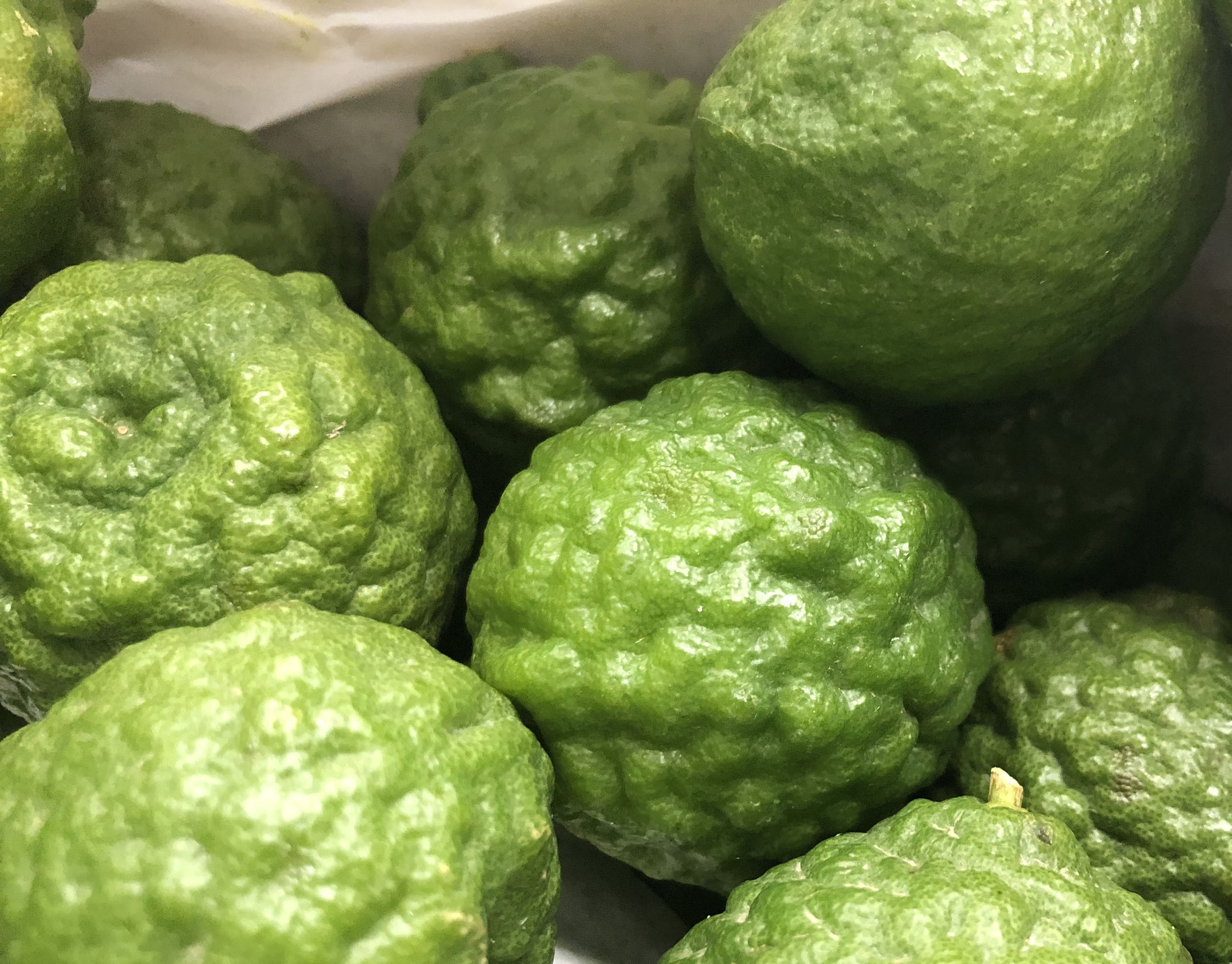 Kaffir Limes - Linden Leaf